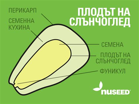 Разкрита е биологията на слънчогледите Nuseed Bulgaria