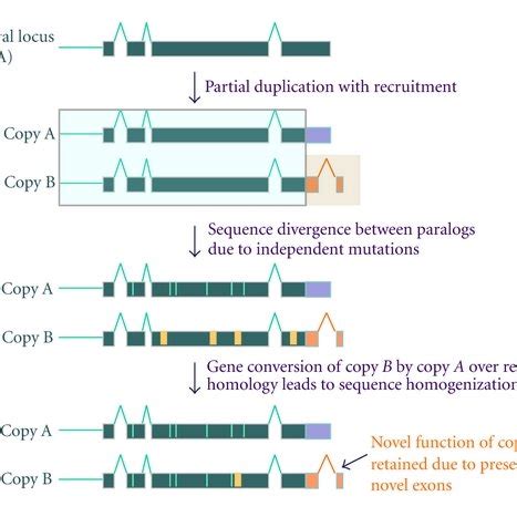 Some Examples Of Partial Gene Duplicates Conferring Novel Function Download Table