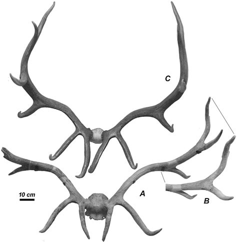 The Antlers Of Cervus Canadensis Combrayicus N Ssp Holotype A
