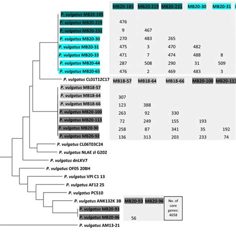 Phylogenetic Tree Based On Core Genome Alignment Of P Vulgatus Strains Download Scientific
