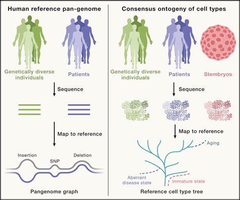 A Reference Cell Tree Will Serve Science Better Than A Reference Cell Atlas Cell