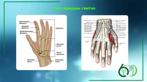 ГССҮТөвийн Гар сарвууны гэмтэл согогын тасгийн их эмч БМөнхбат Youtube