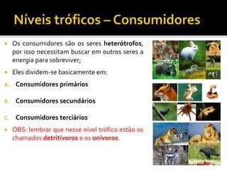 Aula 2 A Teia Alimentar Pptx