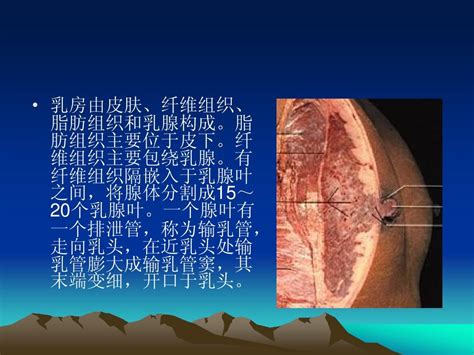 人体形态学 女性生殖系统解剖word文档在线阅读与下载免费文档