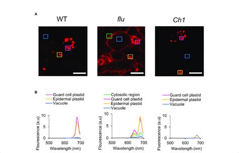 Comparison Of Chlorophyll Fluorescence And Localization In Wt Flu And Download Scientific