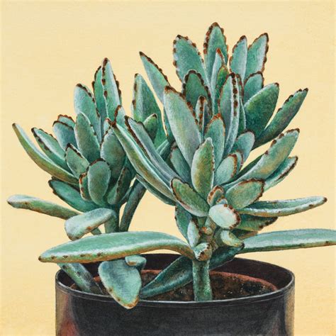 Still Life Amanda Gress