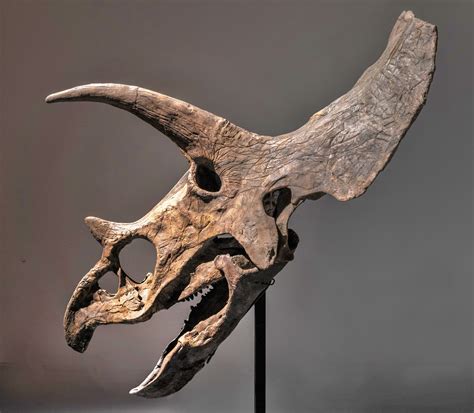 Triceratops Skull Natural History Including Gorgosaurus 2022
