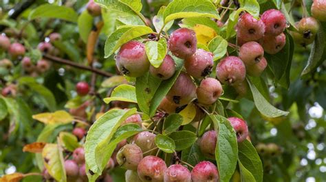 Crabapple Tree Care And Growing Guide Gardeningetc