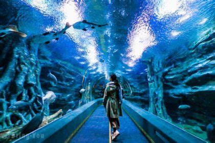 【首爾景點】樂天世界水族館：超萌小白鯨（評價、蠶室站出發交通怎麼去） Bringyou