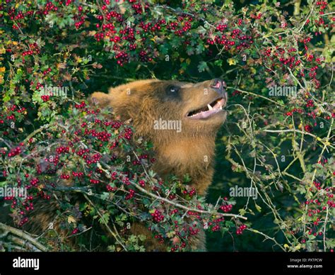 Grizzly Bears Eating Berries