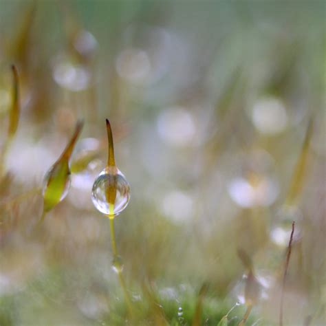 배경 화면 햇빛 자연 반사 잔디 사진술 분기 이끼 녹색 노랑 정경 보케 이슬 가을 잎 꽃 하락 플로라 액 작은 물방울