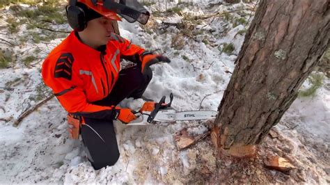 Как свалить дерево безопасный способ для новичков Youtube