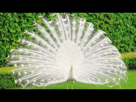 Albino Peacock Wallpaper