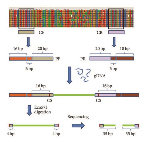 Schematic Diagram Of The Primer Design And Library Preparation All The Download Scientific