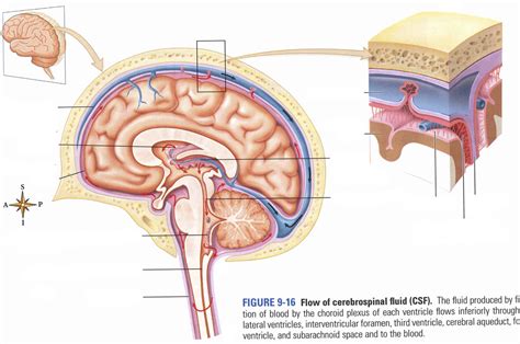 Flow Of CSF Figure 9 16 Diagram Quizlet