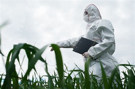 보호용 흰색 Ppe 슈트를 입은 과학자는 묘목을 다루고 잎에 비료를 뿌리고 전염병과 싸우고 온실에서 인공 조명 아래에서 버섯을 재배하고 생명공학 개념을 가지고 있습니다 식품