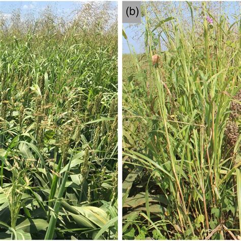 Outcrossing Frequencies Occurring In 12 Different Male Fertile Sorghum Download Scientific