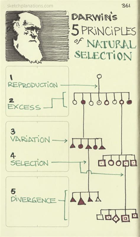 Darwins 5 Principles Of Natural Selection Sketchplanations