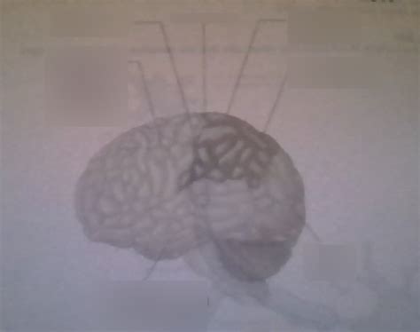 Diagram Of Psychology Quizlet