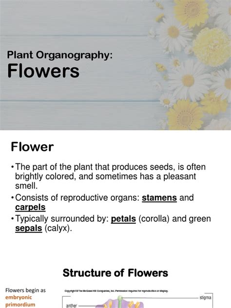 Module 8 Flowers Pdf Flowers Petal