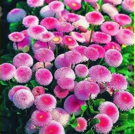 რომელი ყვავილები დავრგოთ აგარაკზე წელს მებაღეების რეიტინგი All Time