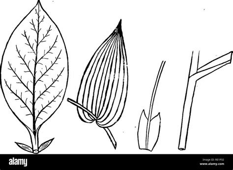 Parallel Leaf Veins Black And White Stock Photos Images Alamy