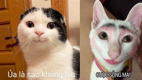 Sưu Tập 101 Hình ảnh Hài Hước Chế Bá đạo Cute Nhất