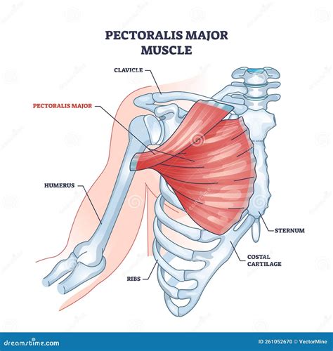 Pectoralis Major Muscle As Human Chest Muscular Anatomy Outline Diagram Stock Vector