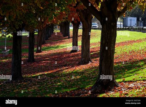 Trees Turning To Fall Colors Stock Photo Alamy