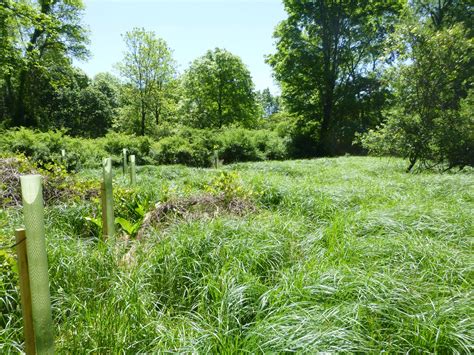 Tree Planting Watershed Agricultural Council