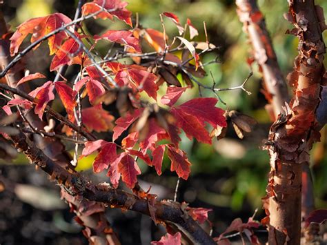 Maple Society Chairman On Issues That Are Common With Acer Plants Horticulture Magazine