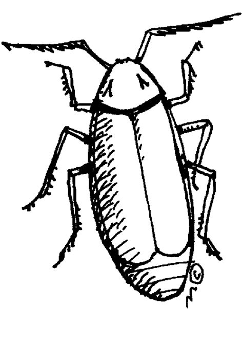Free Cockroach Pictures Images Download Free Cockroach Pictures Images
