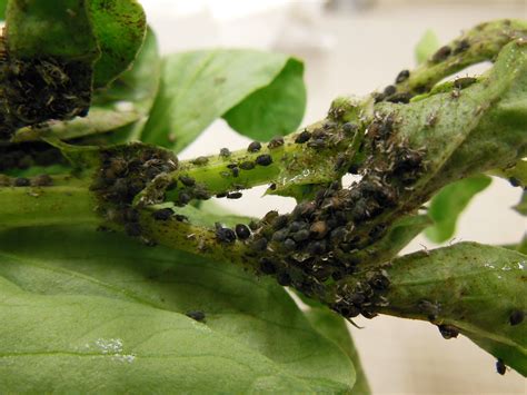 Aphids Virus And Leaf Feeding Caterpillars In Faba Beans The Beatsheet
