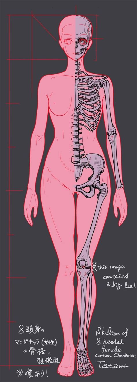 Pin By Pamela Naiara On Base De Desenho In 2025 Human Anatomy Drawing