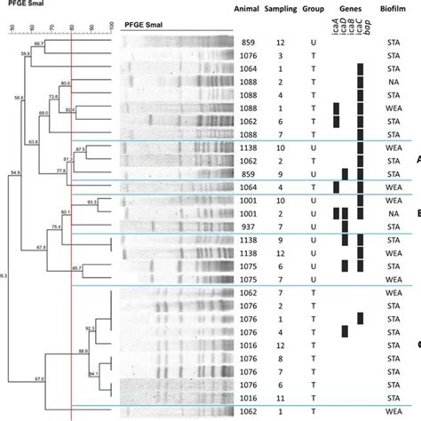Dendrogram Of The Pfge Smai Profiles Of S Aureus Isolates From