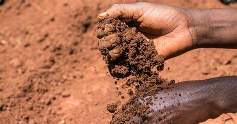 Soil Health Cifor Icraf