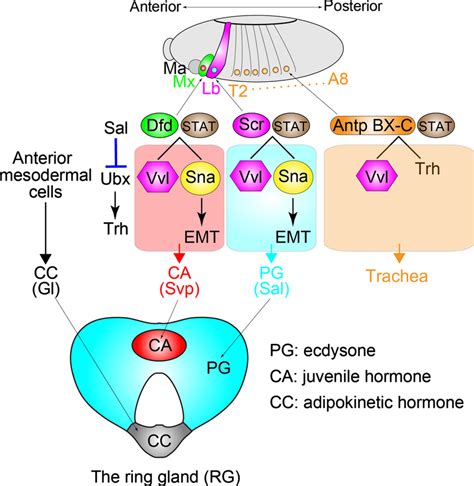 Schematic Of Ectodermal Endocrine And Respiratory Primordia In Embryos