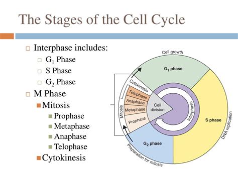 Phases Of Cell Cycle
