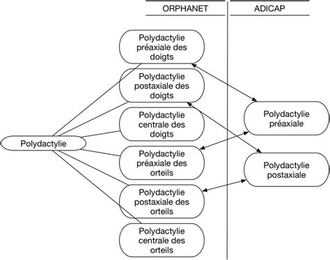 Exemple Sur La Difference De Granularite Entre Les Terminologies