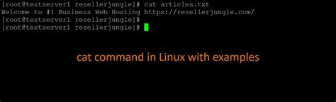 Efficiently Use The Cat Command To Quickly Display File Contents On The
