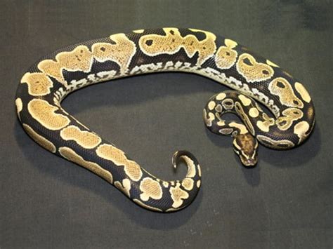 White Lace Ball Python Morph World Of Ball Pythons