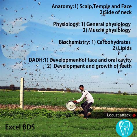 Crash Course Day Excel BDS