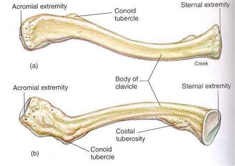 Clavicle Bone Markings