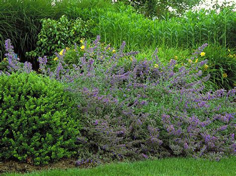 Catnip Is Natural Insect Repellent Orange County Register