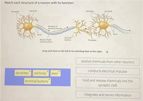 Solved Match Each Structure Of A Neuron With Its Function Drag