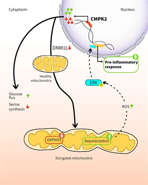 Frontiers The Mitochondrial Gene Cmpk2 Functions As A Rheostat For Macrophage Homeostasis