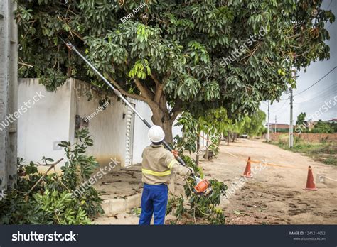 Men Performing Tree Pruning Eliminate Risk Stock Photo 1241214652 Shutterstock