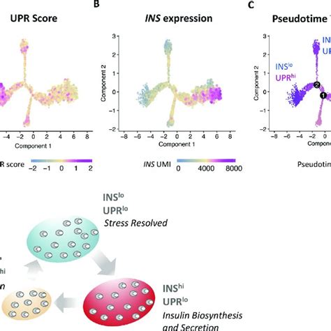 Schematic Illustrating The Principles Of Pseudotime Cell Ordering A Download Scientific