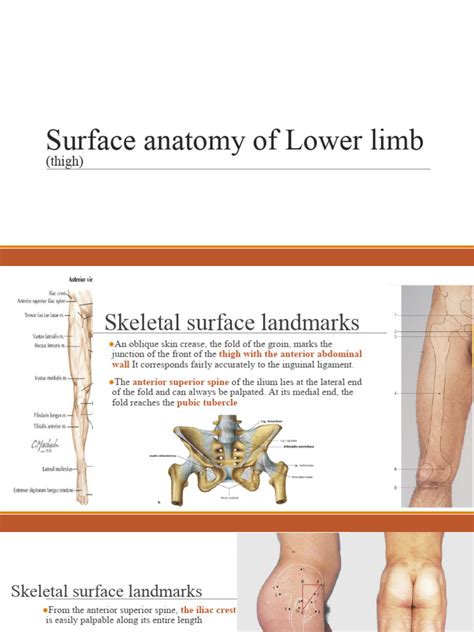 Surface Anatomy Of Thigh Pdf Hip Social Science