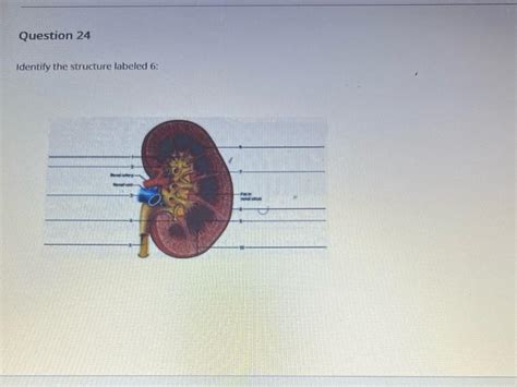 Solved Identify The Structure Labeled What Structure Is Chegg